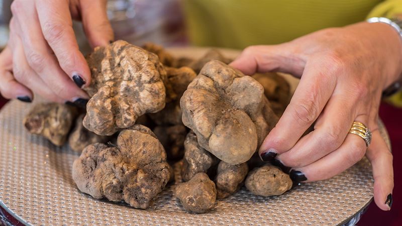 Białe trufle w Toskanii – sezon poszukiwań i festiwale